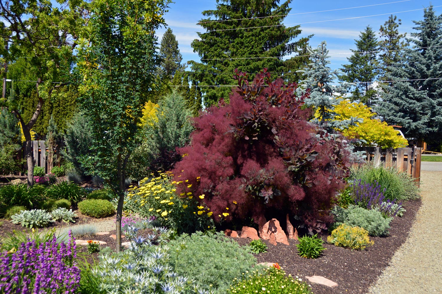 Naturalized Yards Are A Welcome Sight in Kettle Valley